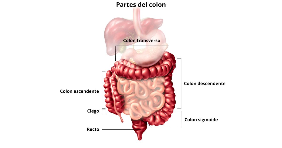Qué Es El Colon Discapnet